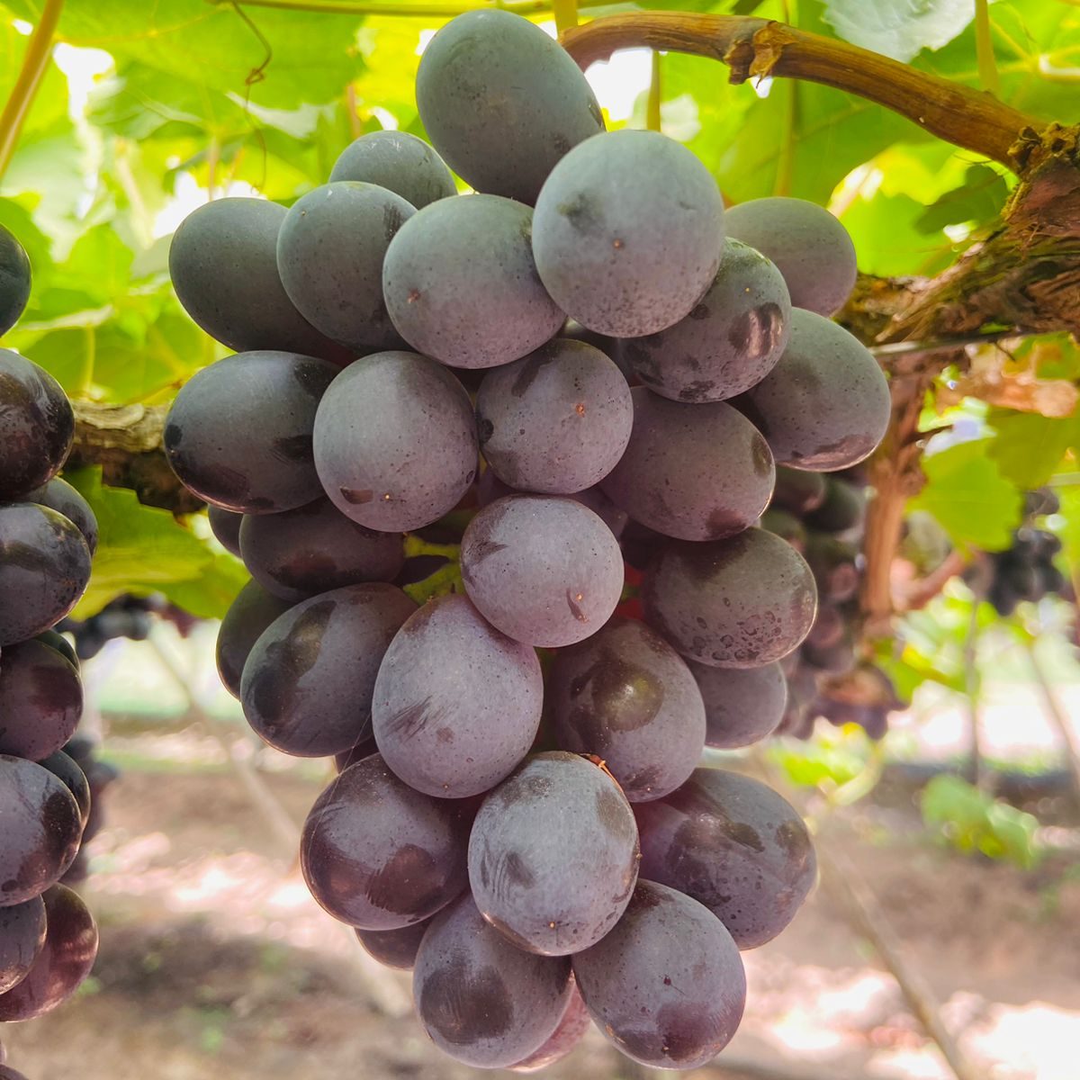 Uvas – Fazenda EBFT